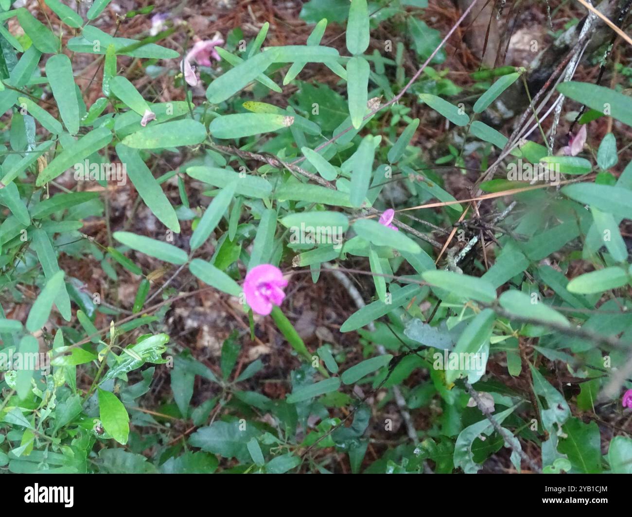 perennial wooly bean (Strophostyles umbellata) Plantae Stock Photo - Alamy