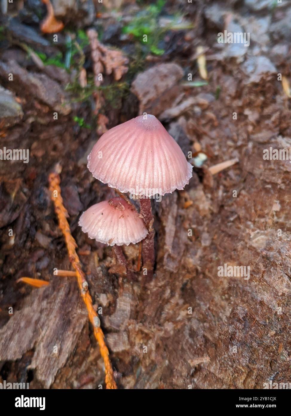 Bleeding Fairy Helmet (Mycena haematopus) Fungi Stock Photo - Alamy