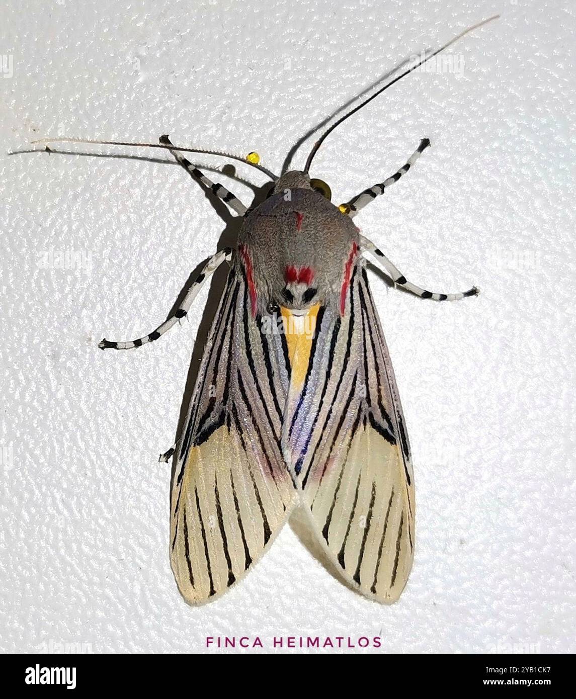 (Idalus sublineata) Insecta Stock Photo - Alamy