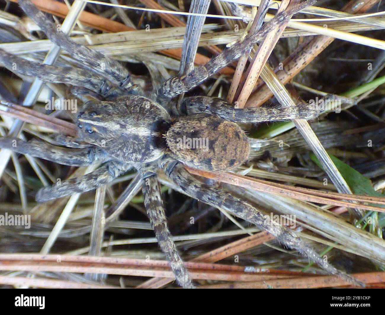 Georgia Wolf Spider (Tigrosa georgicola) Arachnida Stock Photo - Alamy