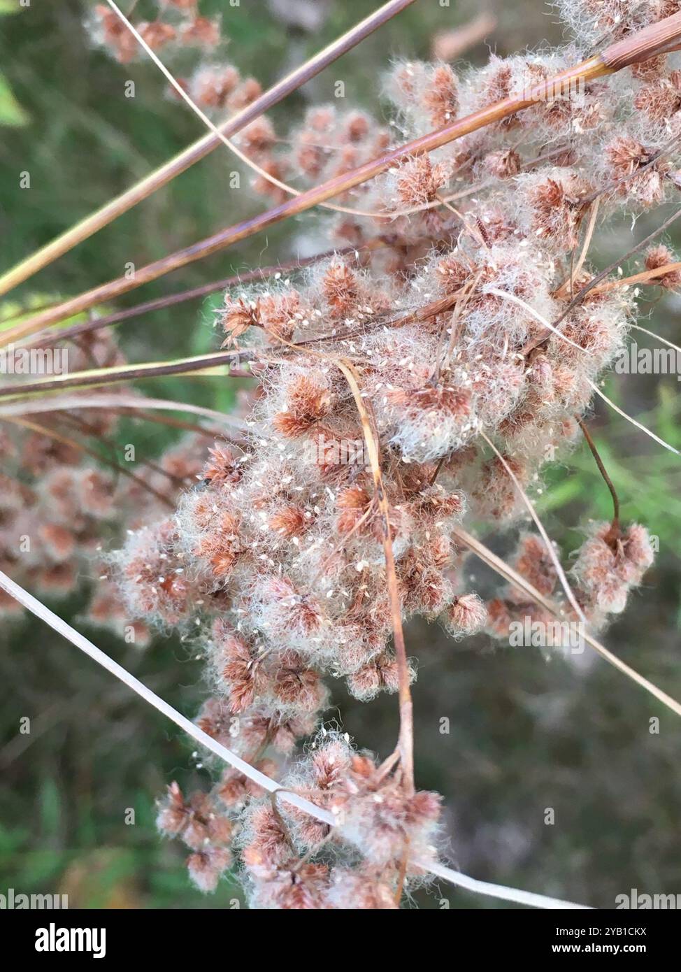 woolgrass (Scirpus cyperinus) Plantae Stock Photo - Alamy