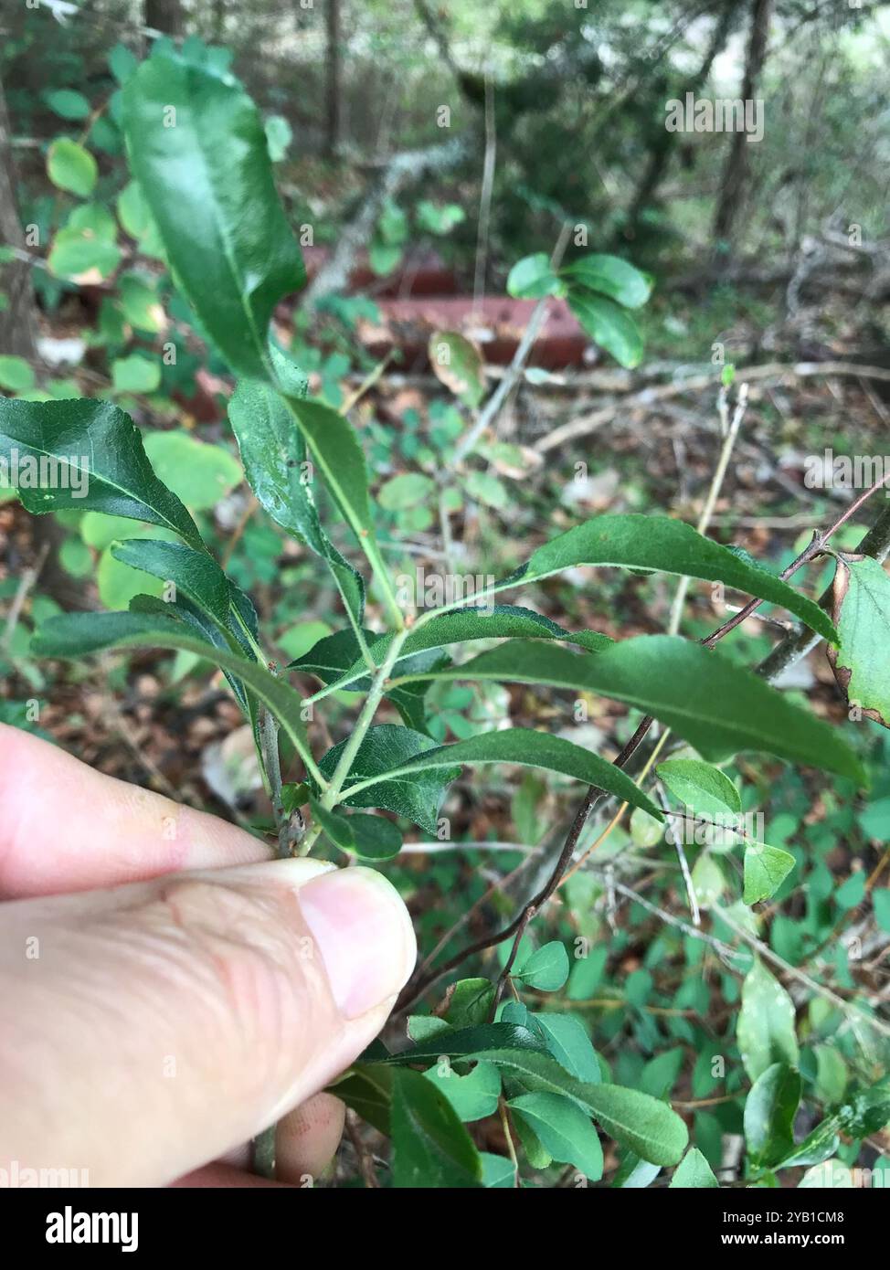 Stretchberry (Forestiera pubescens) Plantae Stock Photo - Alamy