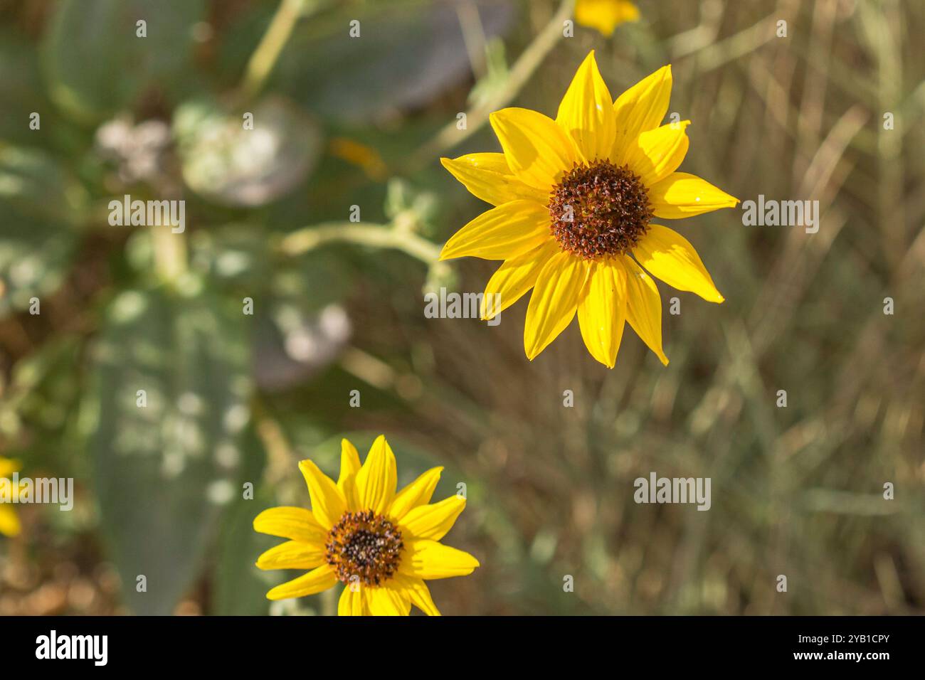Pecos Sunflower (Helianthus paradoxus) Plantae Stock Photo - Alamy