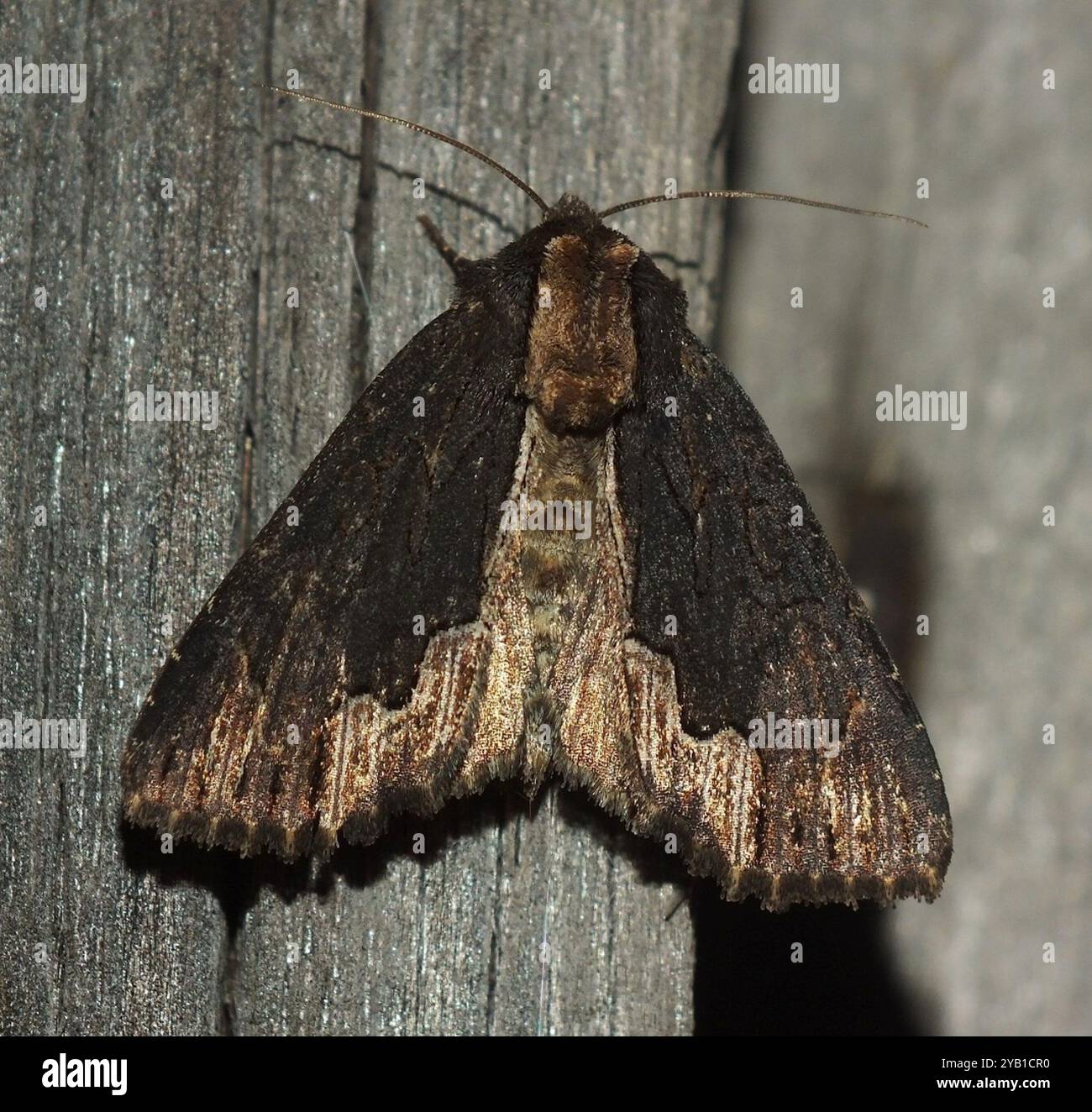 Bird's Wing (Dypterygia scabriuscula) Insecta Stock Photo - Alamy