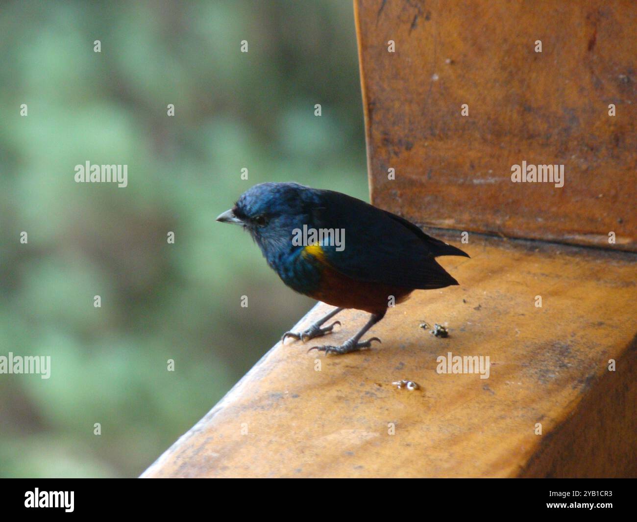 Chestnut-bellied Euphonia (Euphonia pectoralis) Aves Stock Photo - Alamy