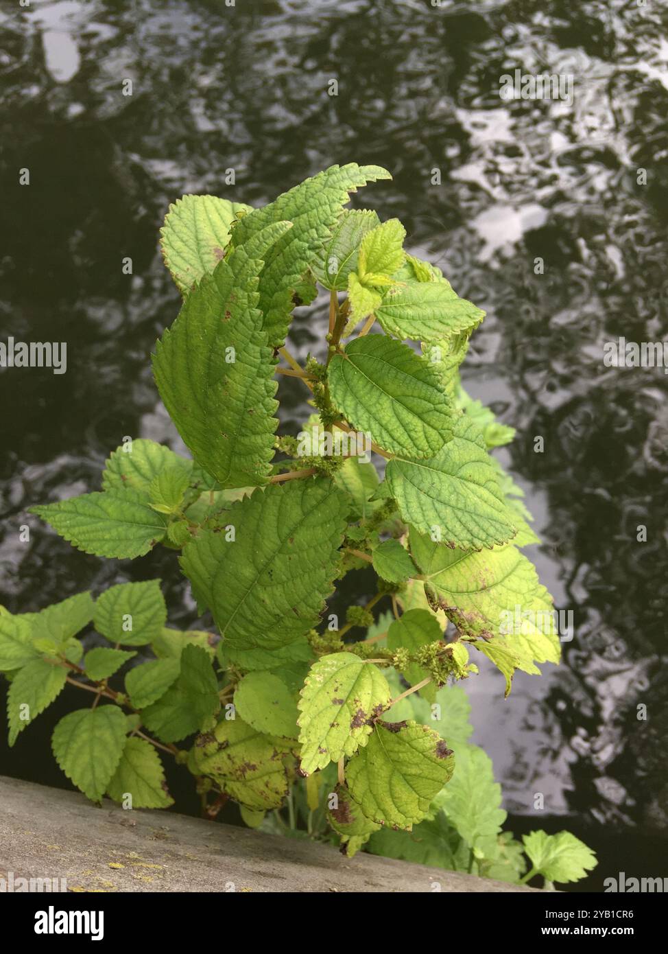 false nettle (Boehmeria cylindrica) Plantae Stock Photo - Alamy