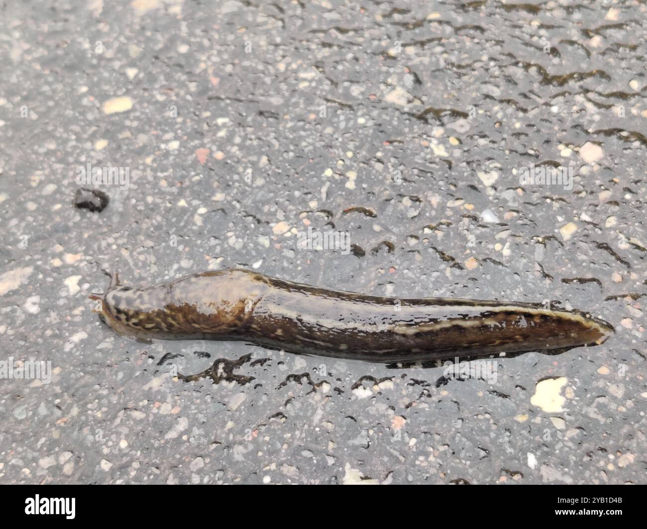 Leopard Slug (Limax maximus) Mollusca Stock Photo - Alamy