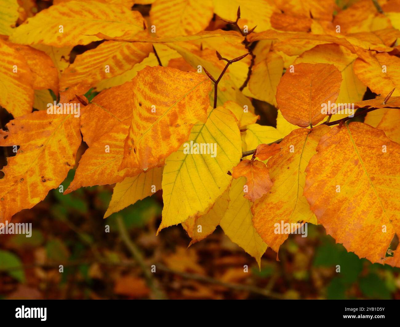 American beech (Fagus grandifolia) Plantae Stock Photo - Alamy