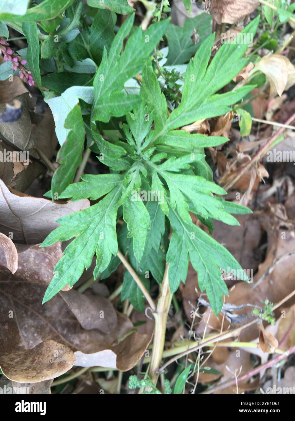 common mugwort (Artemisia vulgaris) Plantae Stock Photo - Alamy