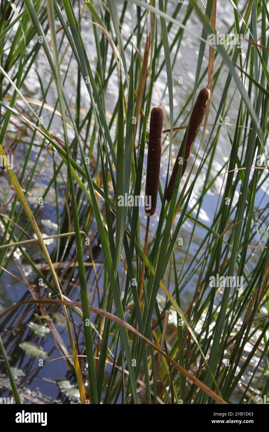 narrow-leaved cattail (Typha angustifolia) Plantae Stock Photo - Alamy