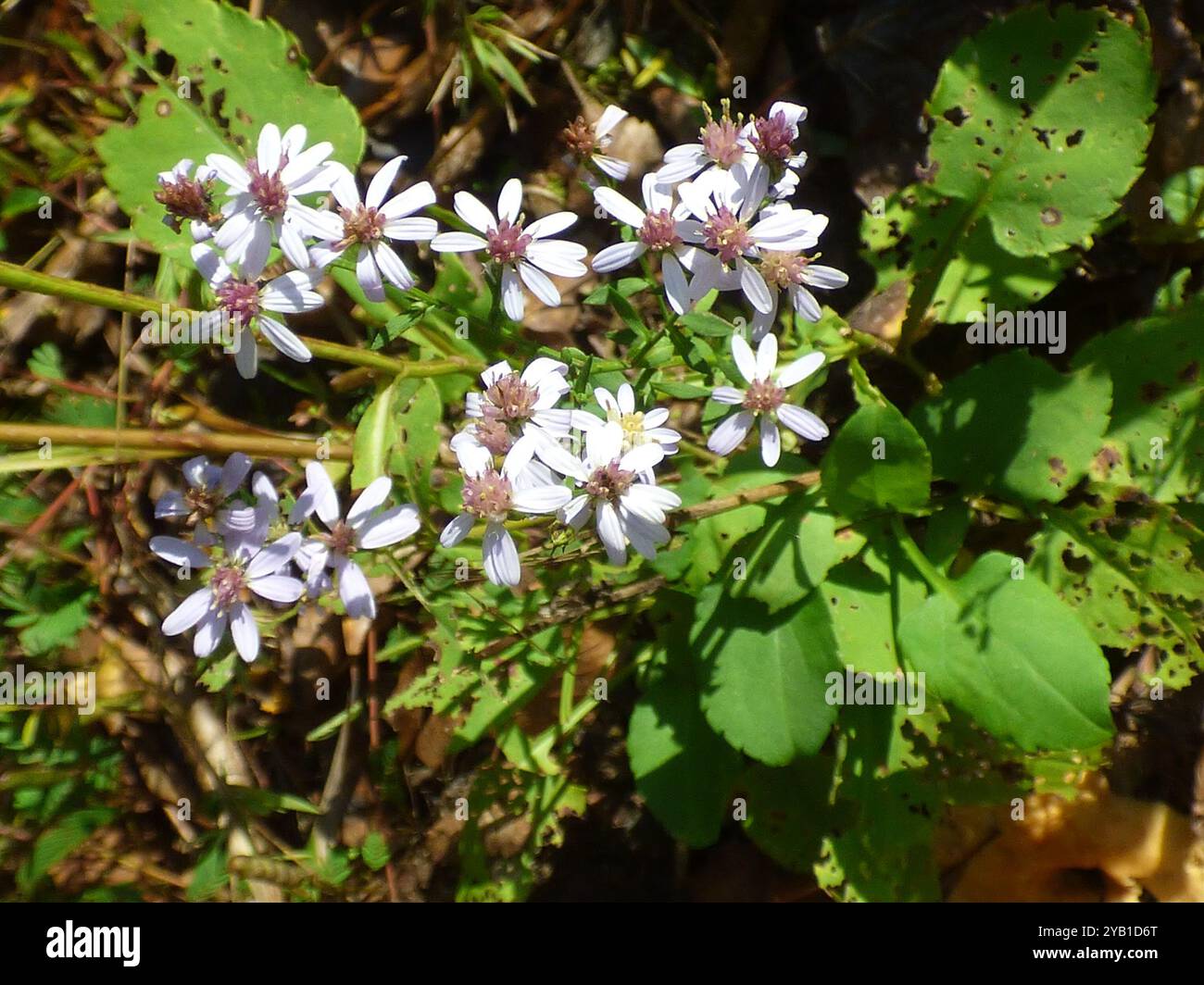 Common Blue Wood Aster (Symphyotrichum cordifolium) Plantae Stock Photo ...