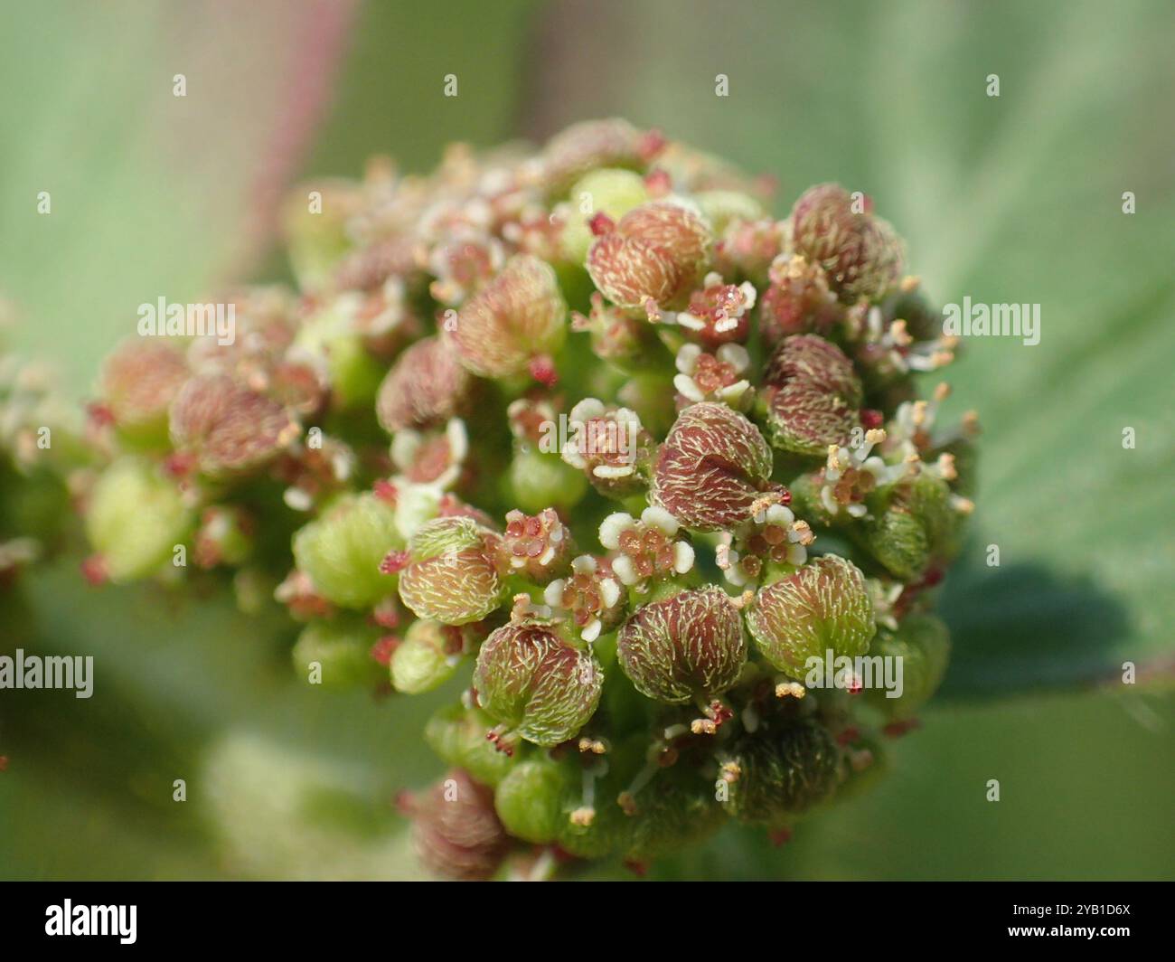 Asthma plant (Euphorbia hirta) Plantae Stock Photo - Alamy