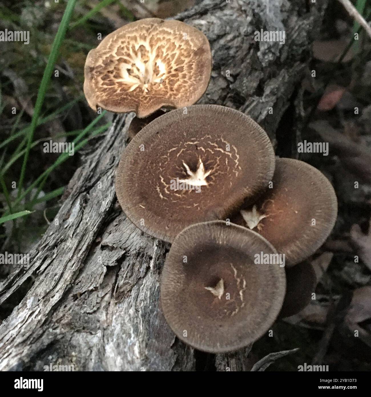 Spring Polypore (Lentinus arcularius) Fungi Stock Photo - Alamy
