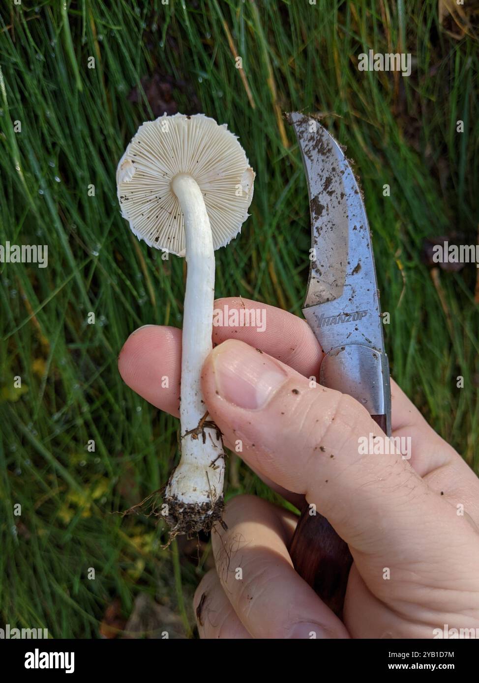 White Dapperling (Leucoagaricus leucothites) Fungi Stock Photo - Alamy