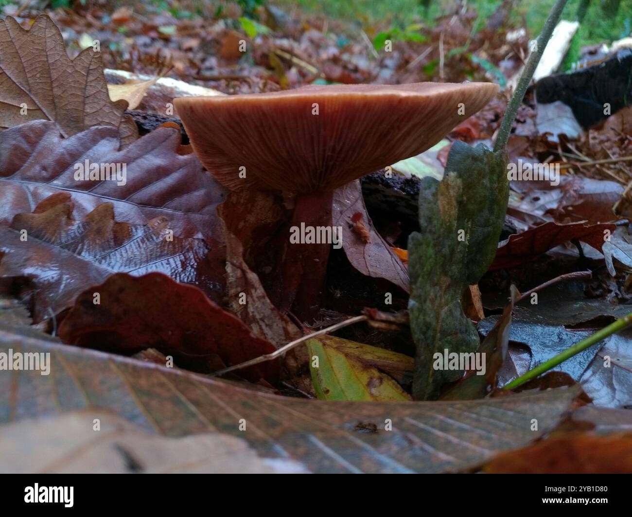 Common Milkcaps (Lactarius) Fungi Stock Photo - Alamy