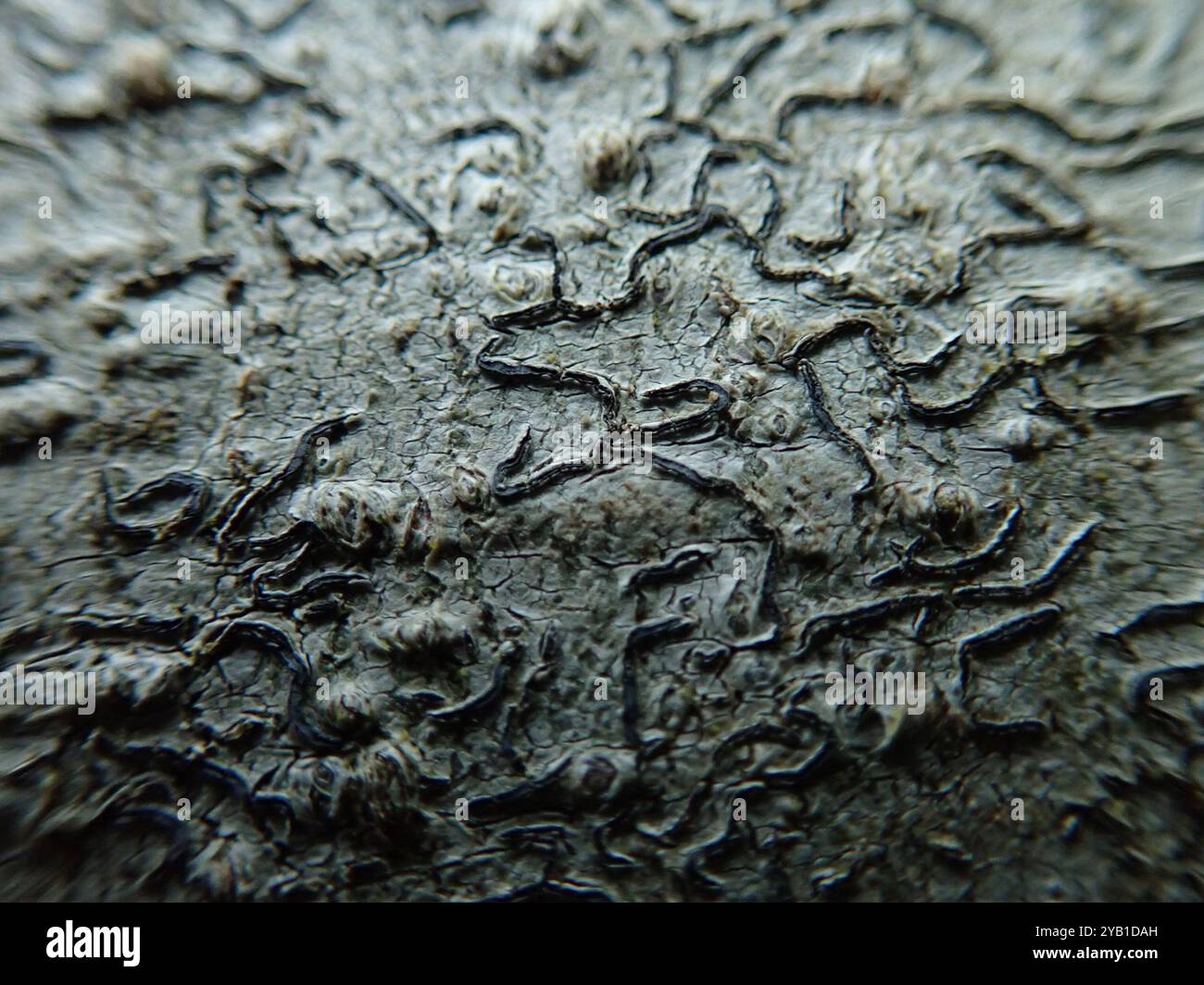Common Script Lichen (Graphis scripta) Fungi Stock Photo - Alamy