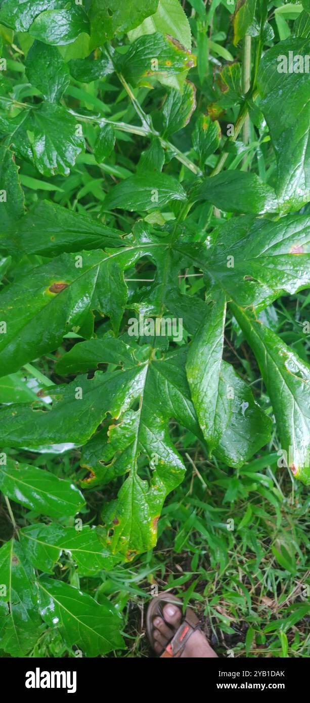 Polynesian Arrowroot (Tacca leontopetaloides) Plantae Stock Photo - Alamy
