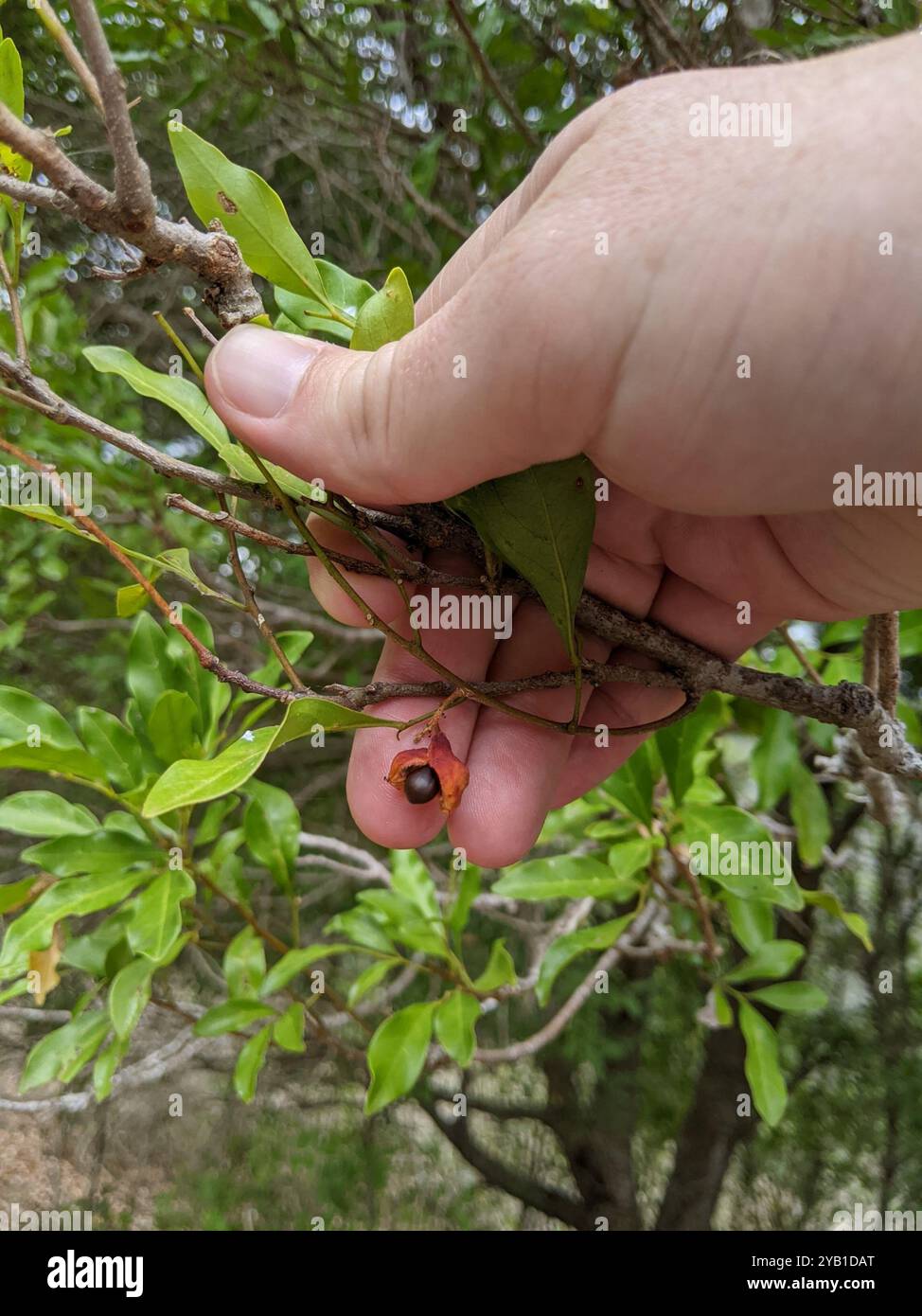 brush teak (Toechima tenax) Plantae Stock Photo - Alamy