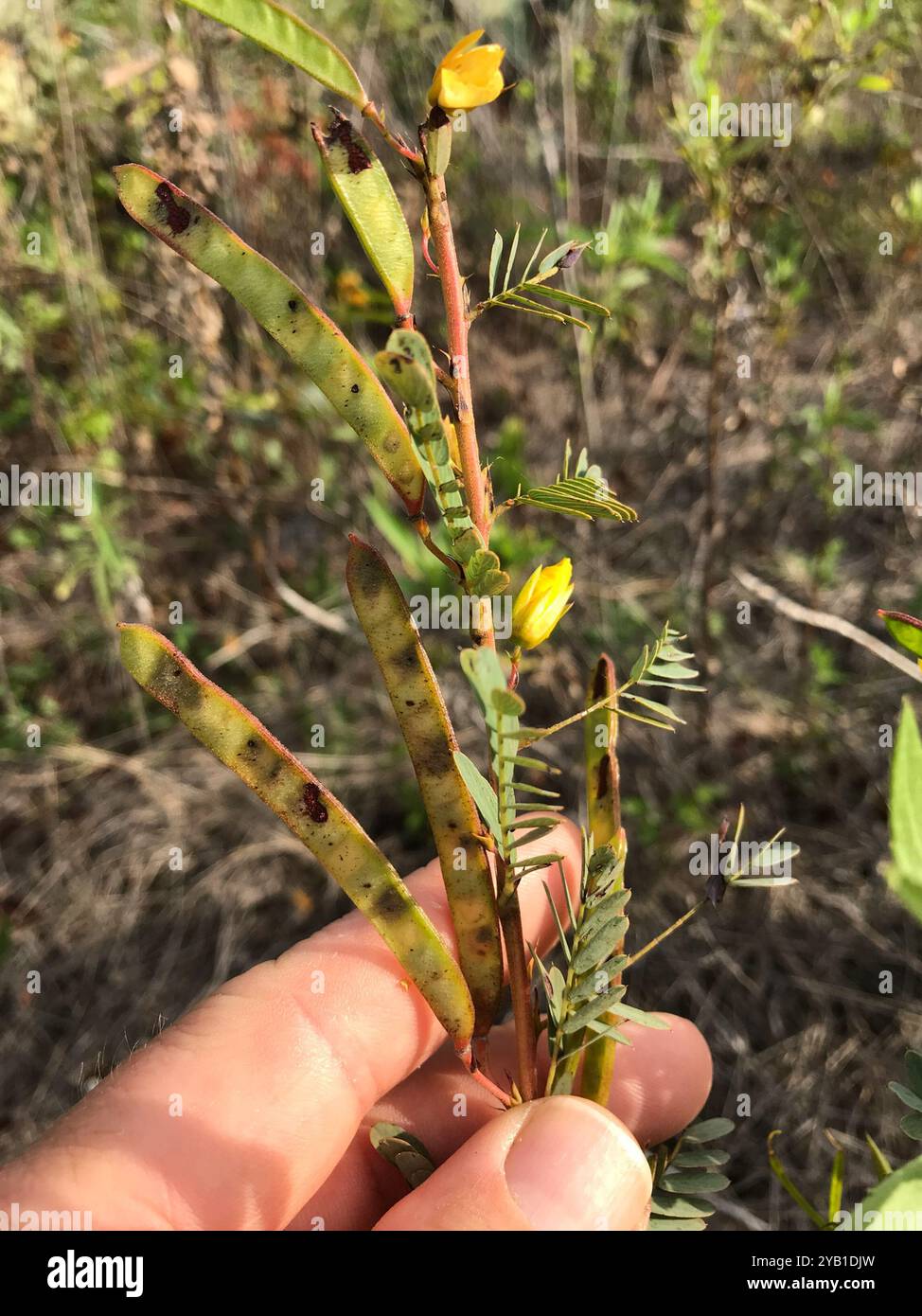 partridge pea (Chamaecrista fasciculata) Plantae Stock Photo - Alamy