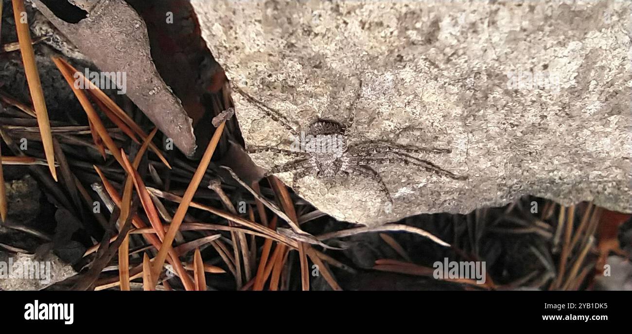 Lichen Running Spider (Philodromus margaritatus) Arachnida Stock Photo ...