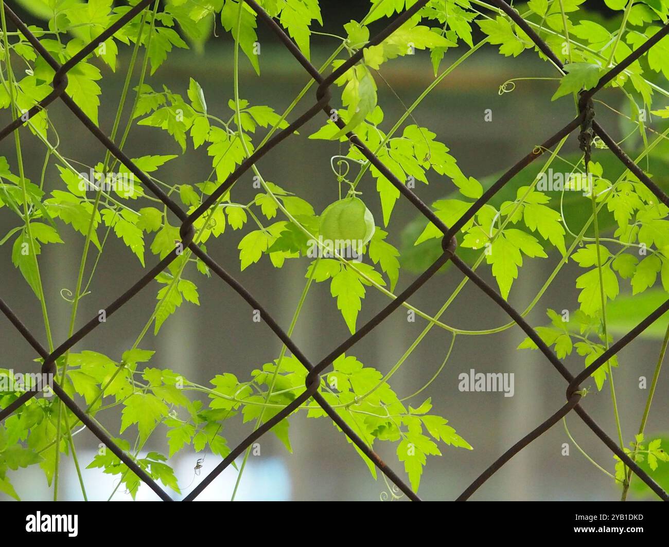 Lesser Balloon Vine (Cardiospermum halicacabum) Plantae Stock Photo - Alamy