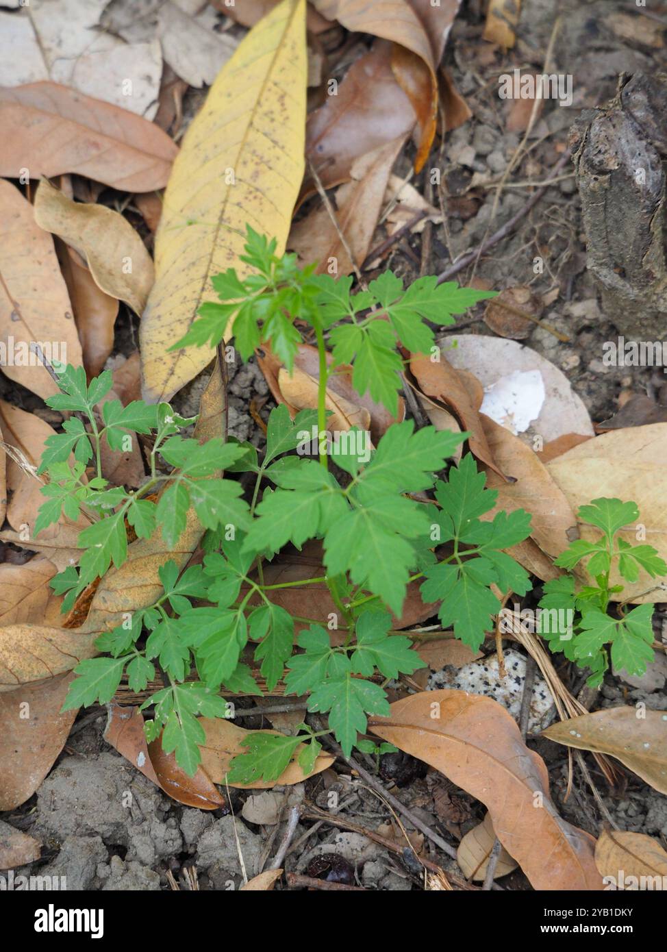 Lesser Balloon Vine (Cardiospermum halicacabum) Plantae Stock Photo - Alamy