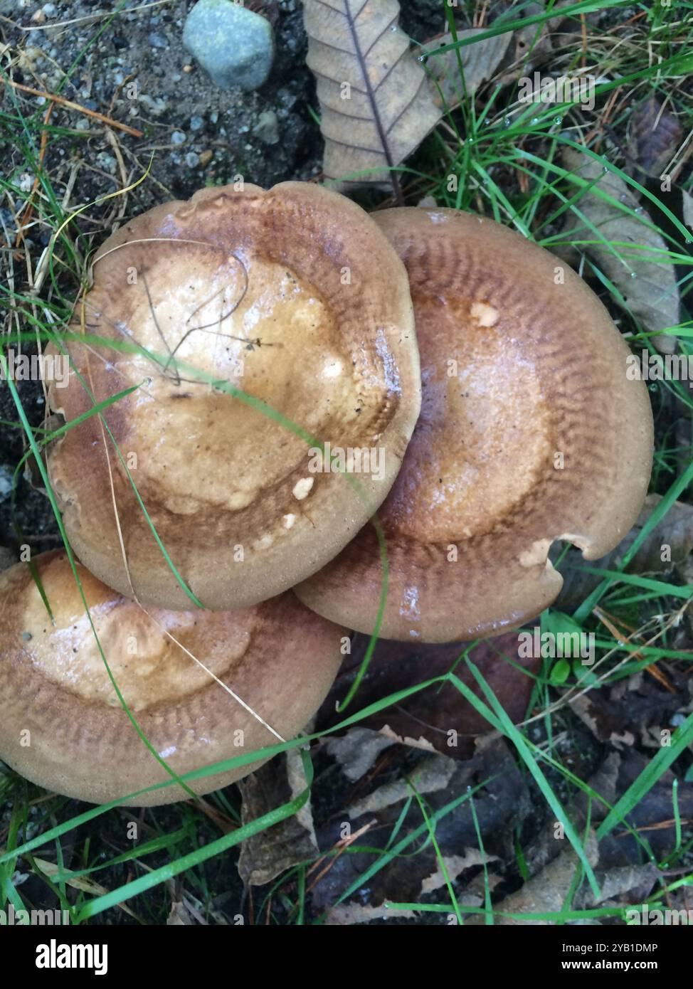 Brown Roll-Rim (Paxillus involutus) Fungi Stock Photo - Alamy