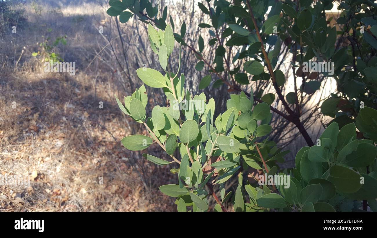 Common Manzanita (Arctostaphylos manzanita) Plantae Stock Photo - Alamy