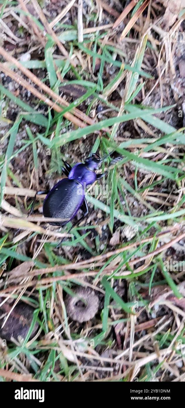 Rough Violet Ground Beetle (Carabus problematicus) Insecta Stock Photo ...