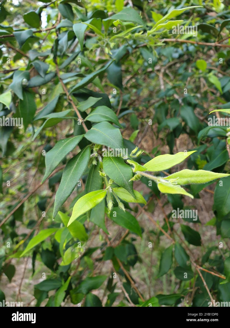 Grey Myrtle (Backhousia myrtifolia) Plantae Stock Photo - Alamy