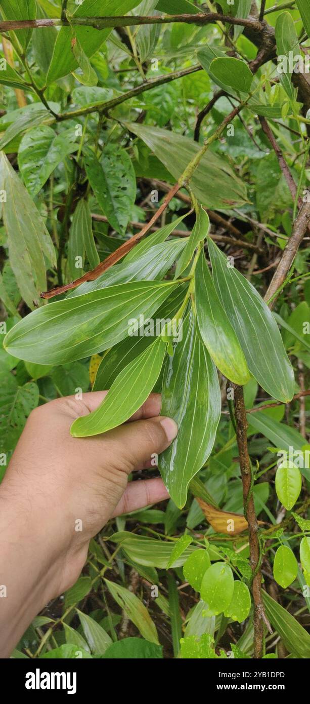 Earpod Wattle (Acacia auriculiformis) Plantae Stock Photo - Alamy