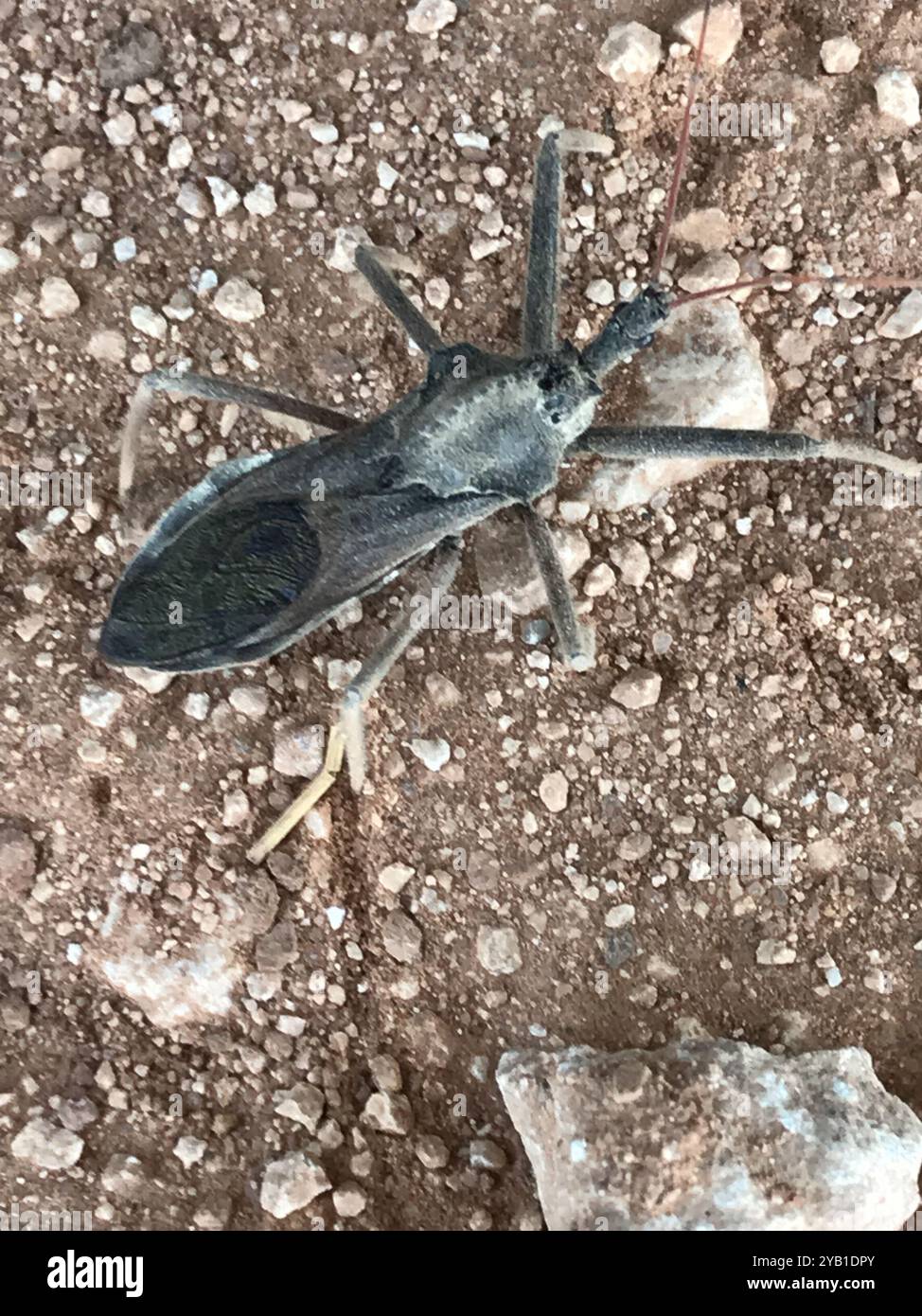 North American Wheel Bug (Arilus cristatus) Insecta Stock Photo - Alamy