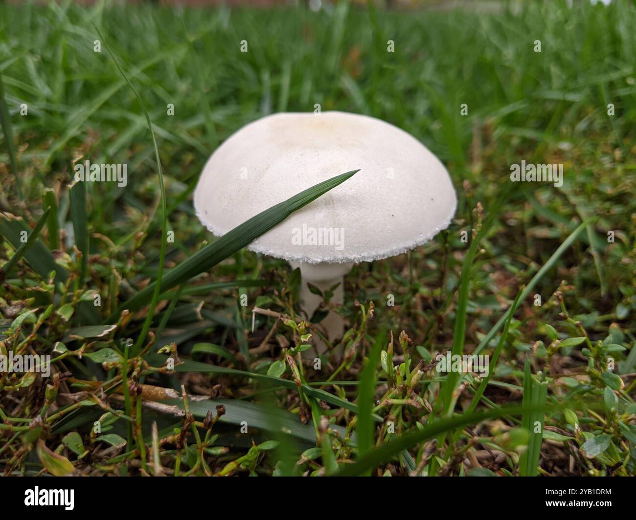 White Dapperling (Leucoagaricus leucothites) Fungi Stock Photo - Alamy