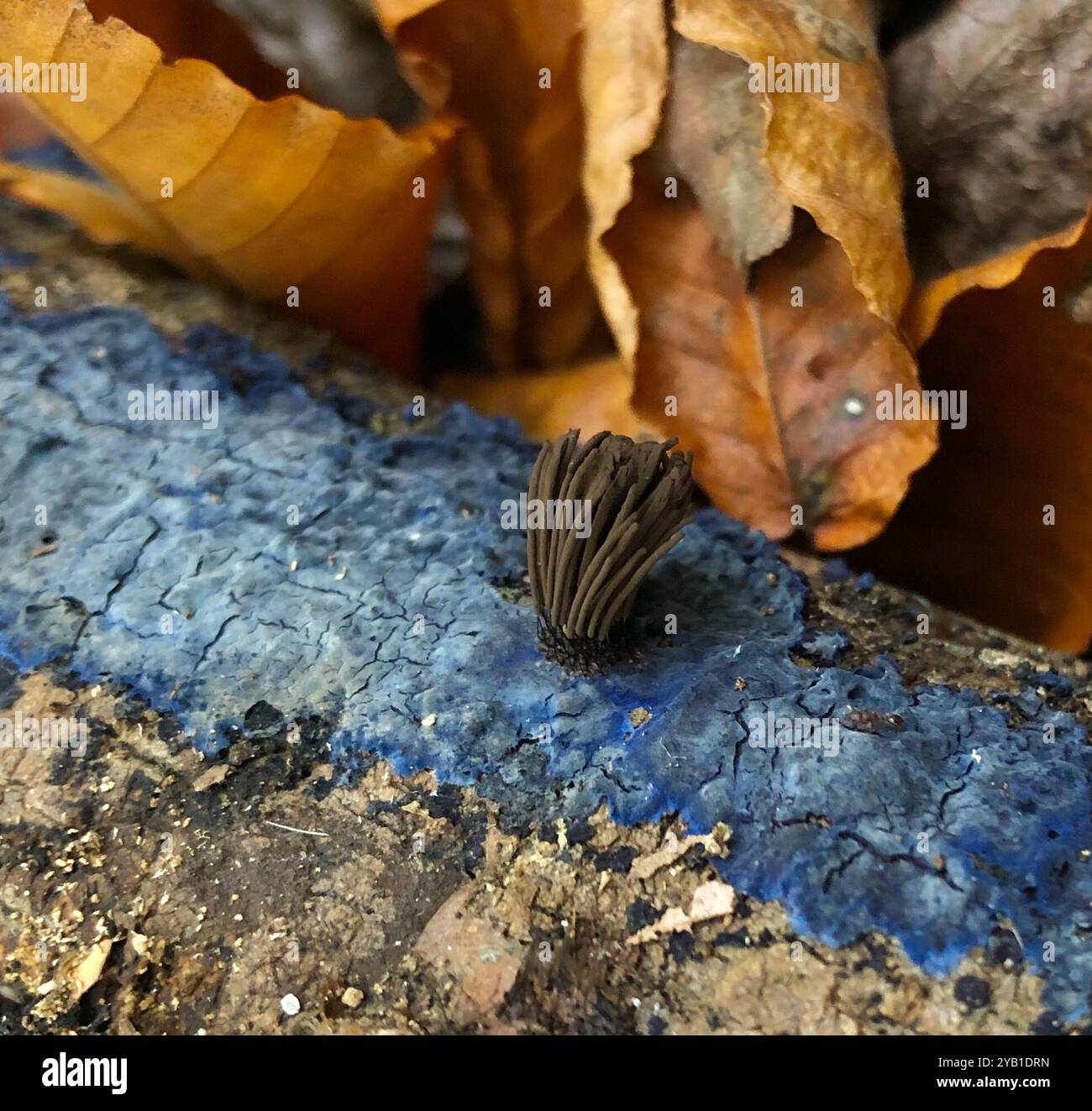 Cobalt Crust (Terana coerulea) Fungi Stock Photo - Alamy
