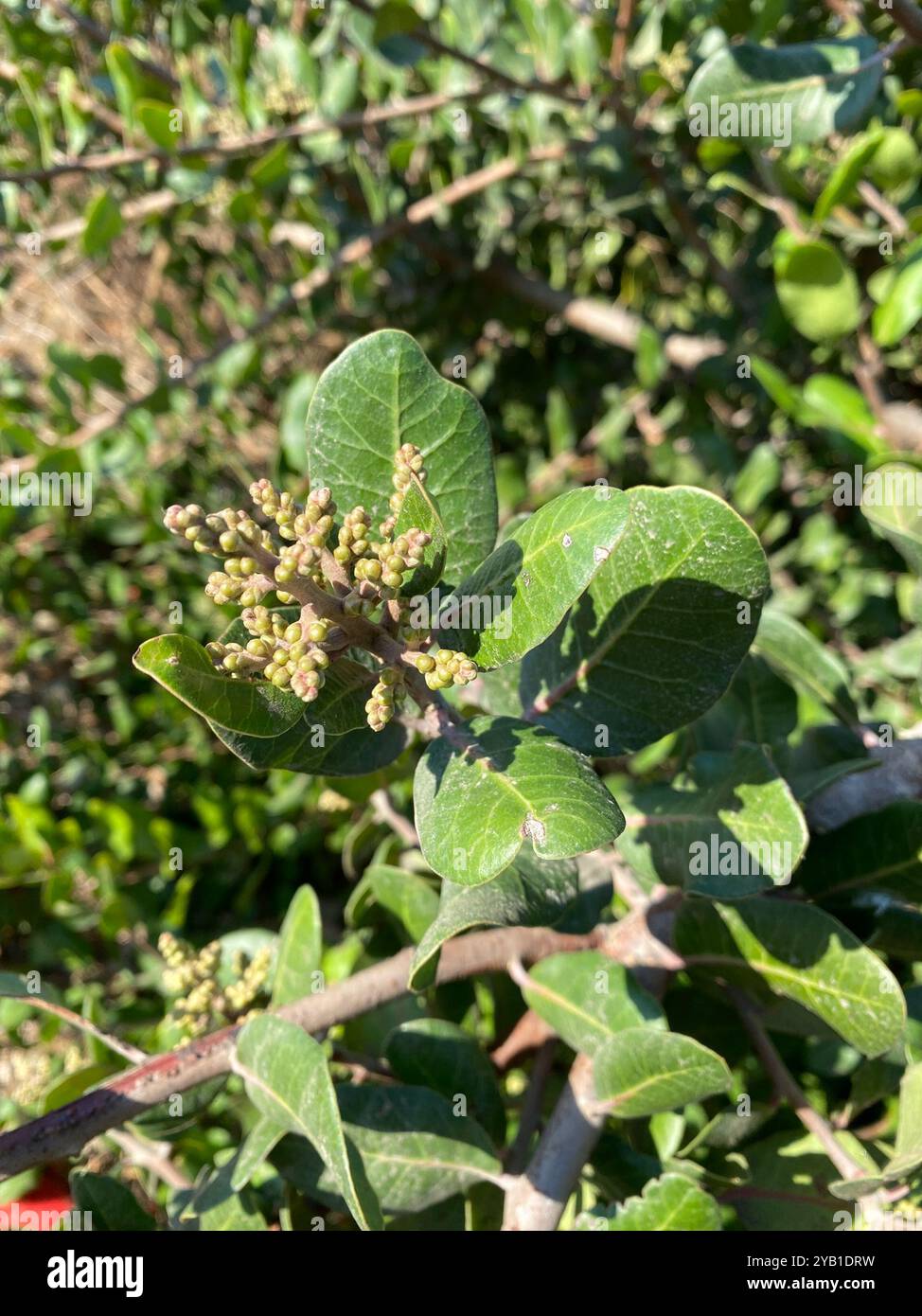 lemonade berry (Rhus integrifolia) Plantae Stock Photo - Alamy