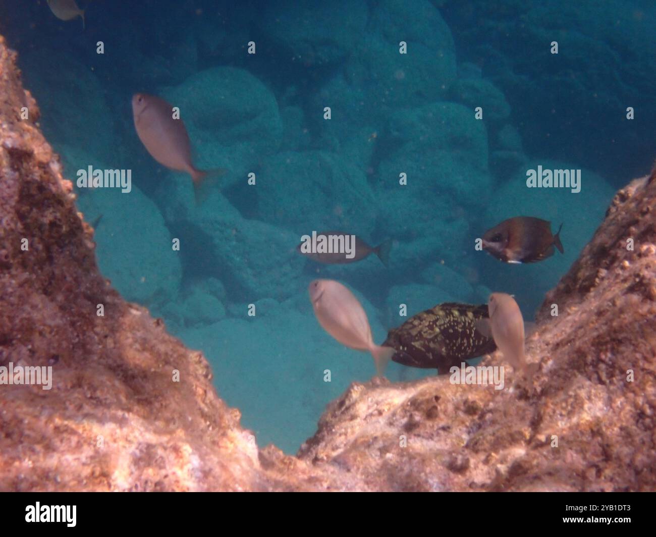 Dusky Spinefoot (Siganus luridus) Actinopterygii Stock Photo - Alamy