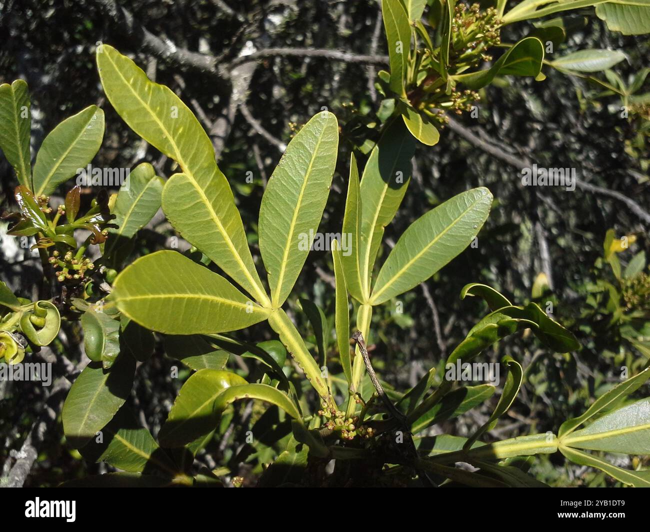 Wing-Leaved Wooden-Pea (Schrebera alata) Plantae Stock Photo - Alamy