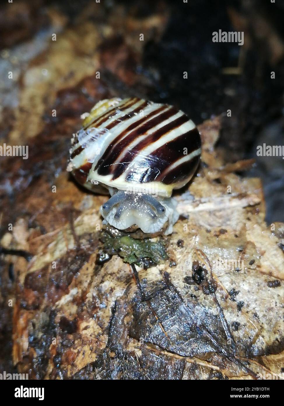 White-lipped Snail (Cepaea hortensis) Mollusca Stock Photo - Alamy