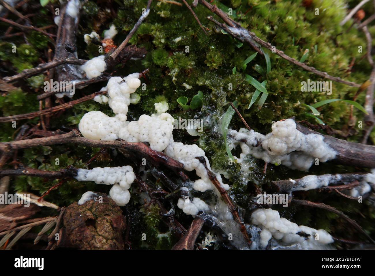true slime molds (Myxomycetes) Protozoa Stock Photo - Alamy