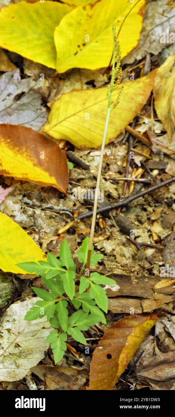 bronze fern (Sceptridium dissectum obliquum) Plantae Stock Photo - Alamy