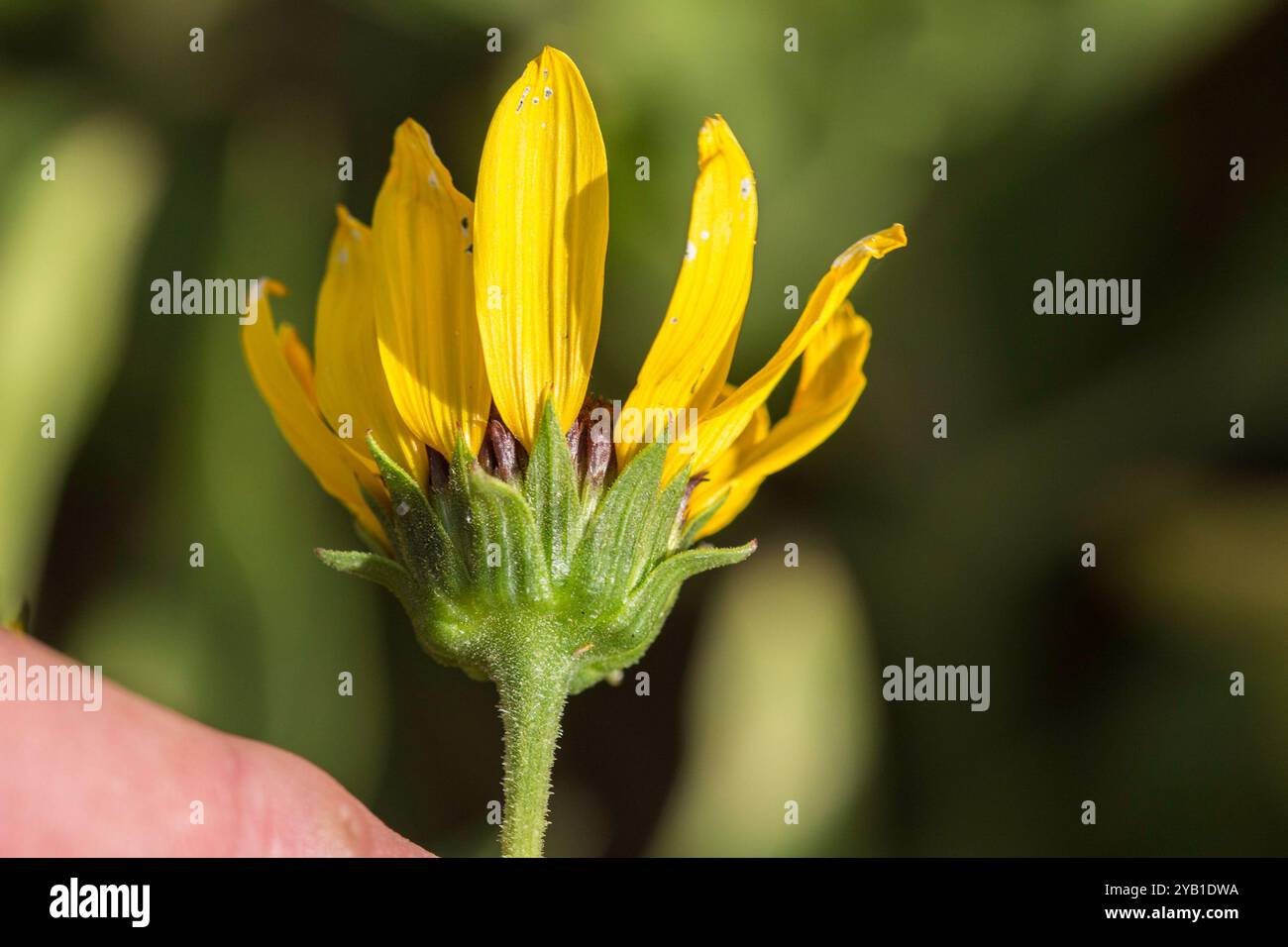 Pecos Sunflower (Helianthus paradoxus) Plantae Stock Photo - Alamy