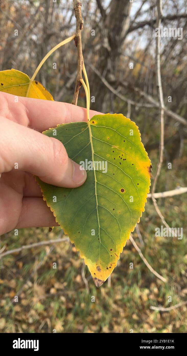 balsam poplar (Populus balsamifera) Plantae Stock Photo - Alamy