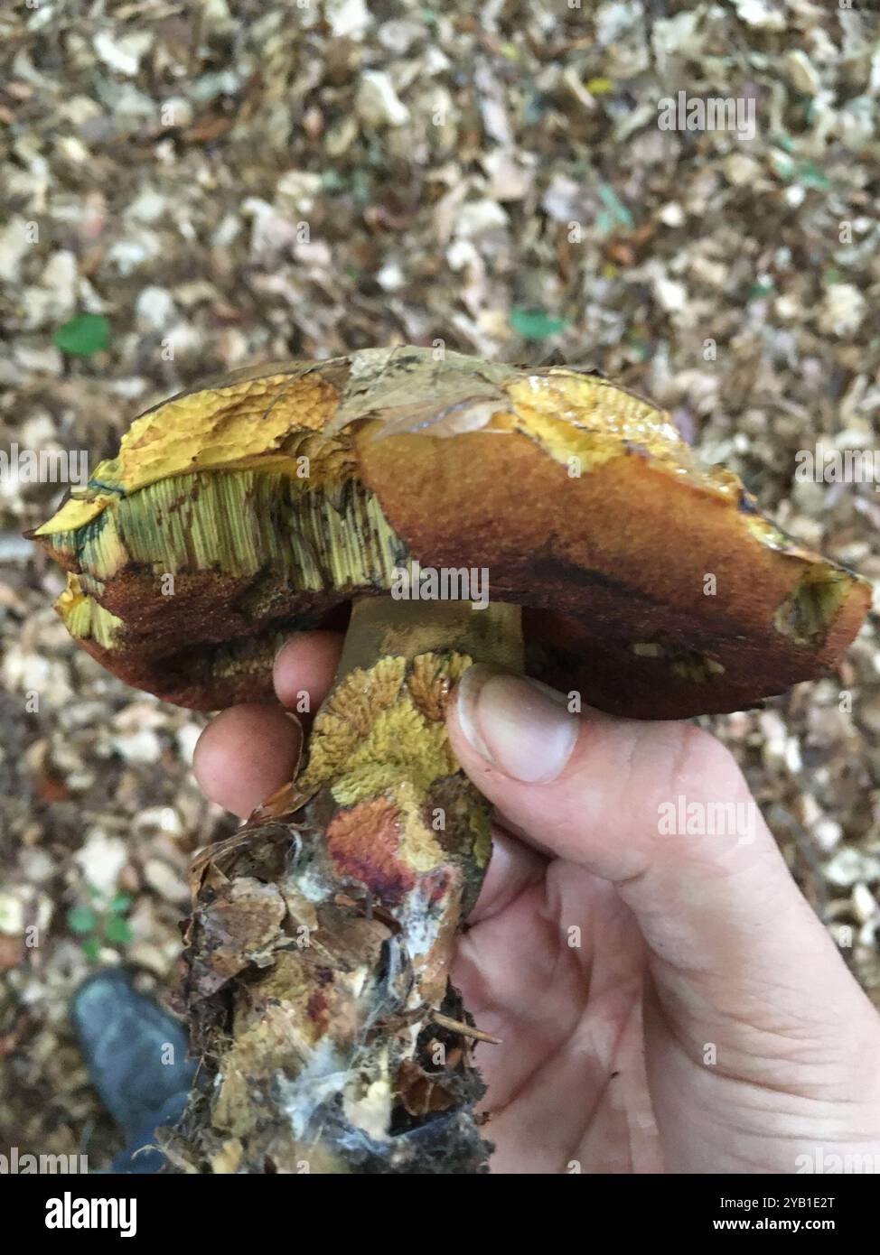 Dotted Stem Bolete (Neoboletus erythropus) Fungi Stock Photo - Alamy