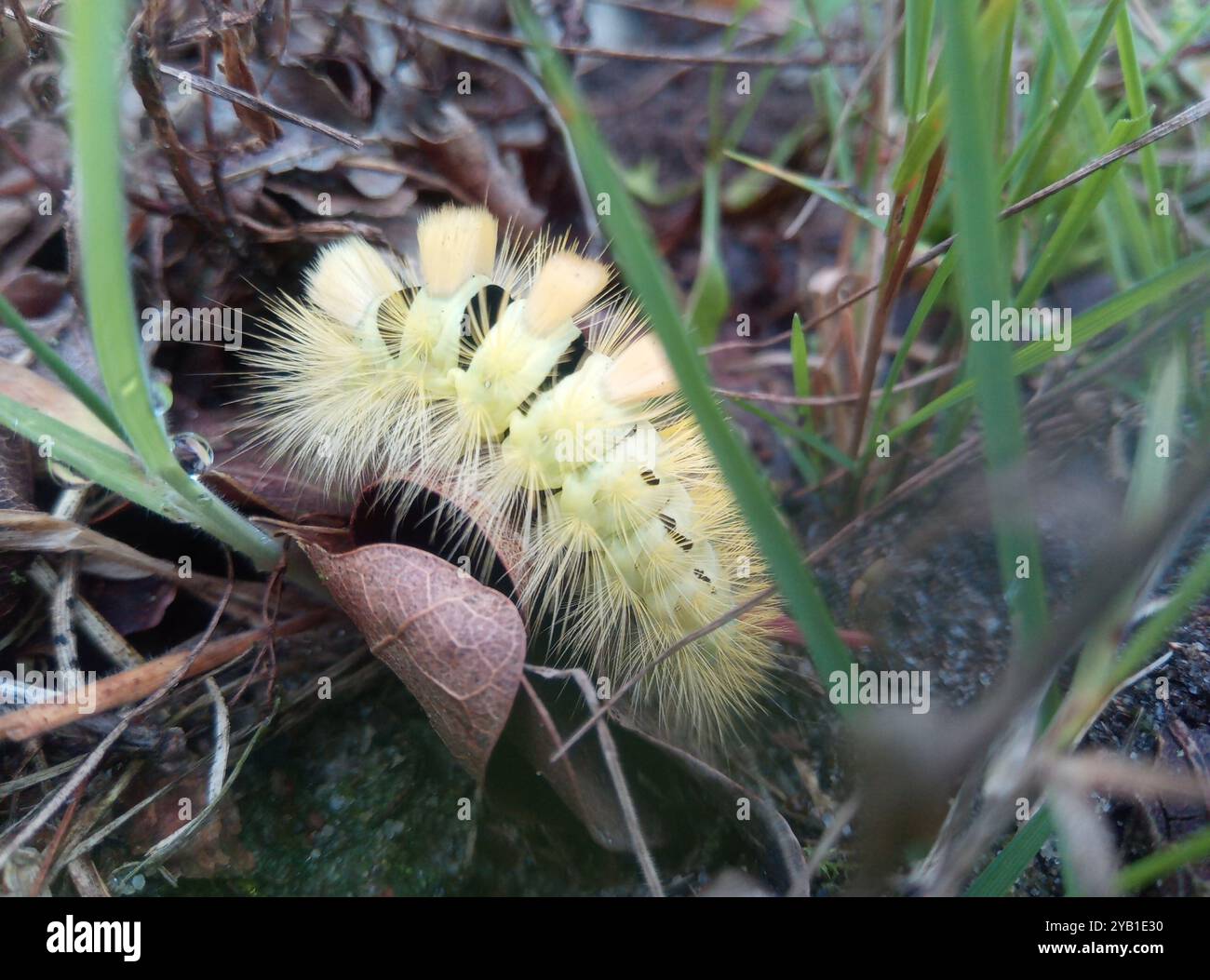 Pale Tussock Moth (Calliteara pudibunda) Insecta Stock Photo - Alamy