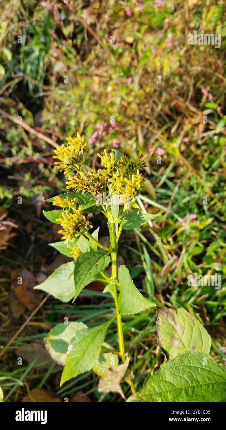 Yellow Crownbeard (Verbesina occidentalis) Plantae Stock Photo - Alamy