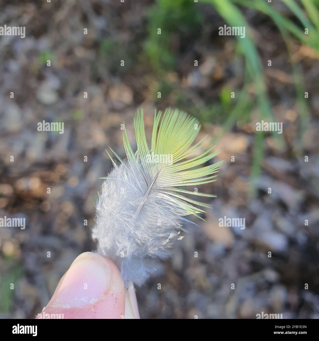 Old World Parrots (Psittaculidae) Aves Stock Photo - Alamy