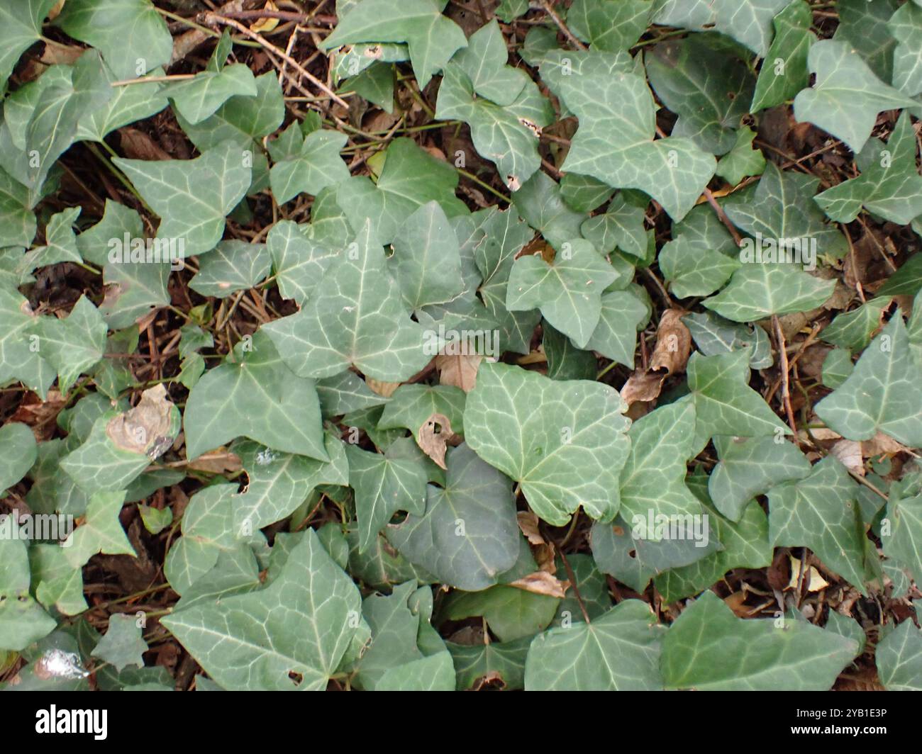 common ivy (Hedera helix) Plantae Stock Photo - Alamy