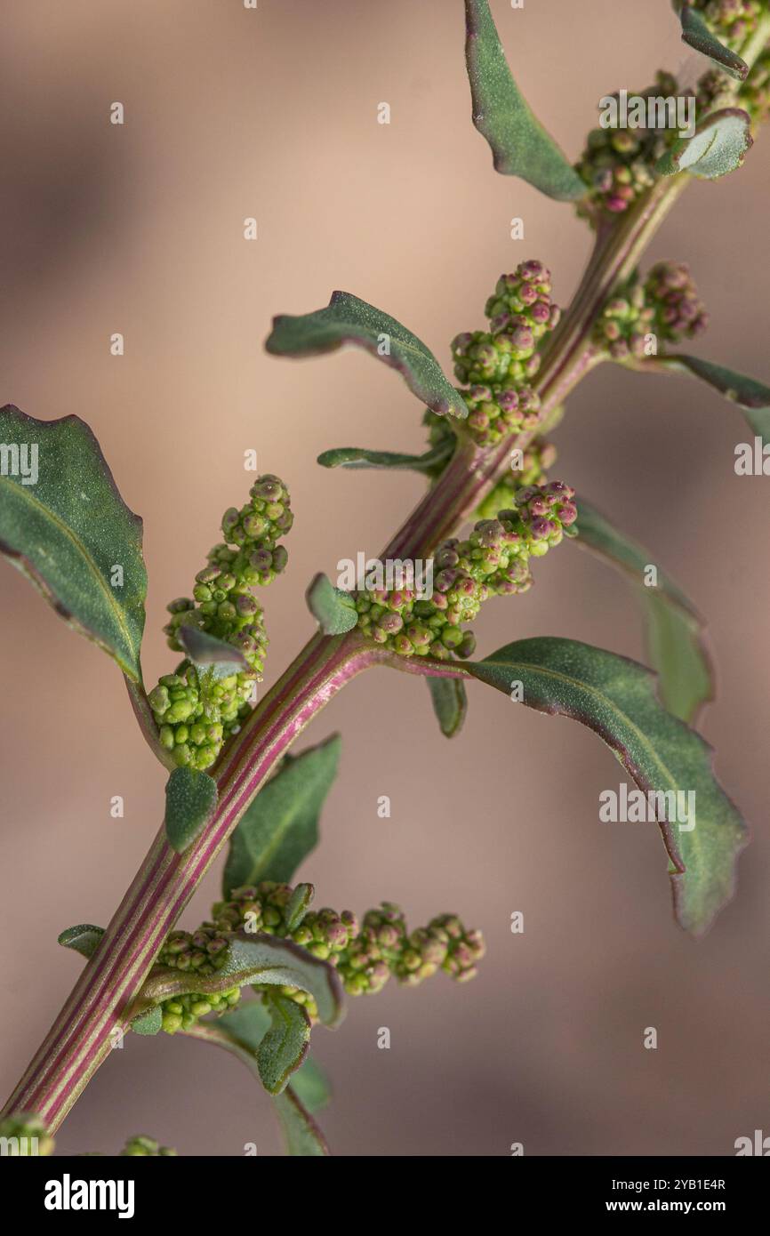 oak-leaved goosefoot (Oxybasis glauca) Plantae Stock Photo - Alamy
