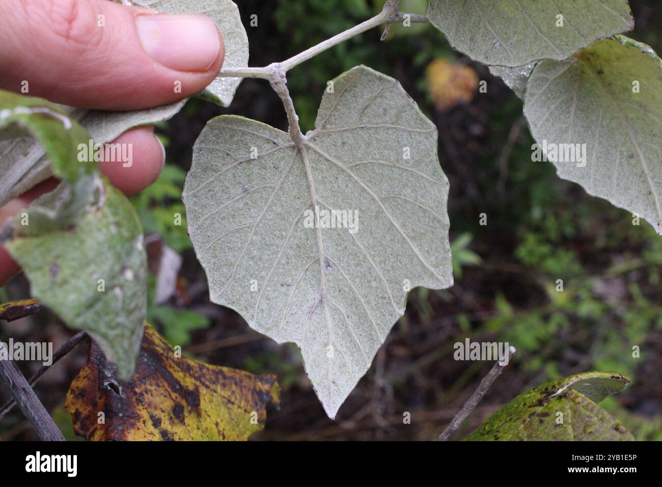 mustang grape (Vitis mustangensis) Plantae Stock Photo - Alamy