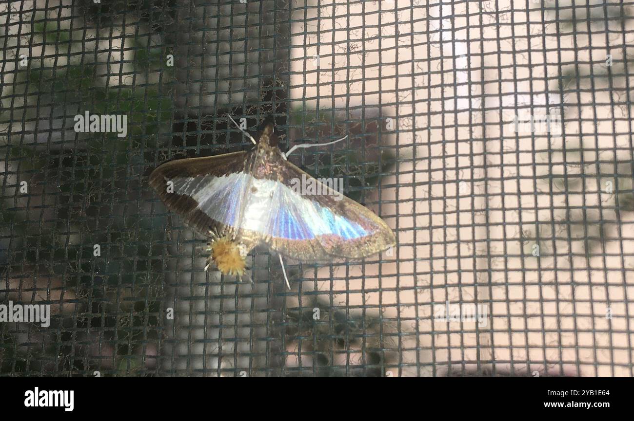 Cucumber Moth (Diaphania indica) Insecta Stock Photo - Alamy
